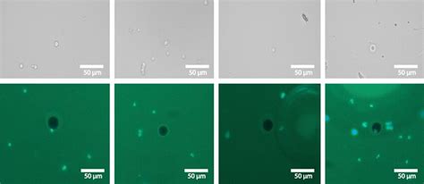 Images In The Bright Field Microscopy And Fluorescence Microscopy