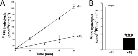 Phosphate Inhibits Pyrophosphate Hydrolysis 32 Pyrophosphate 32 Ppi
