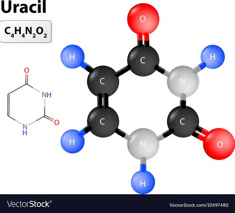 Uracil Model