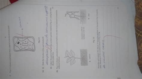 A I State The Function Of The Part Labelled C In Fig 21 Ii Labe