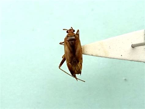 Adelphocoris Suturalis