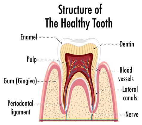 Teeth Structure No Label Images Free Download On Freepik