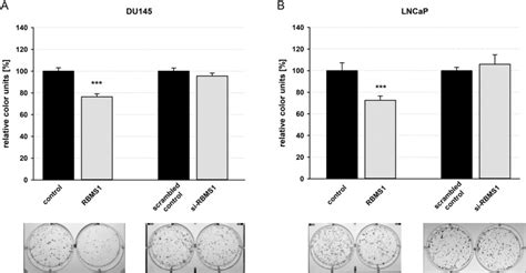 Loss Of Rbms1 As A Regulatory Target Of Mir 106b Influences Cell Growth