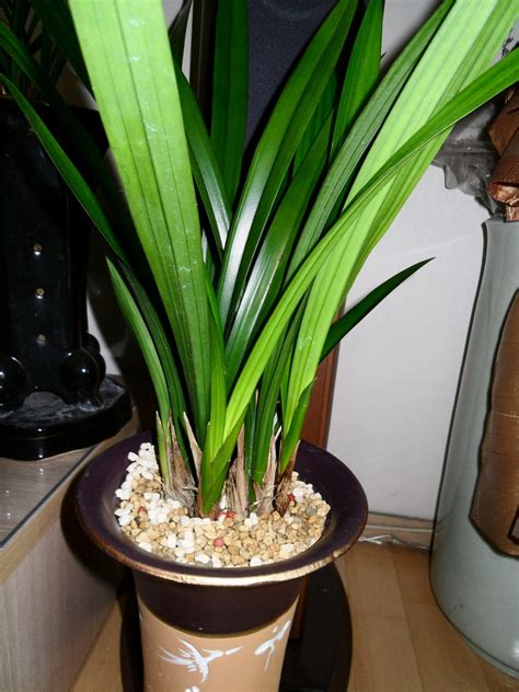 지민가의 야생화 2 20100925토 0830~