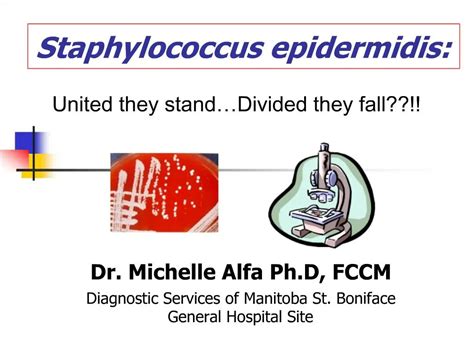 Ppt Staphylococcus Epidermidis Powerpoint Presentation Free