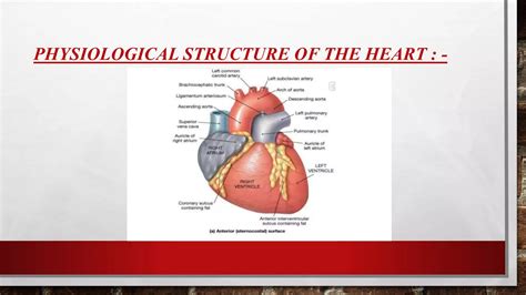Physiology Of The Heart Pptx