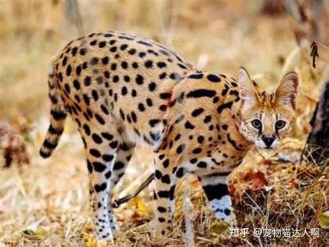 “超凶”的9种猫，猫友们要小心了！ 知乎