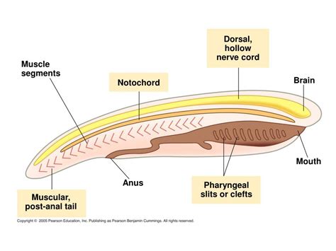 Ppt Chordates Have A Notochord And A Dorsal Hollow Nerve Cord Powerpoint Presentation Id