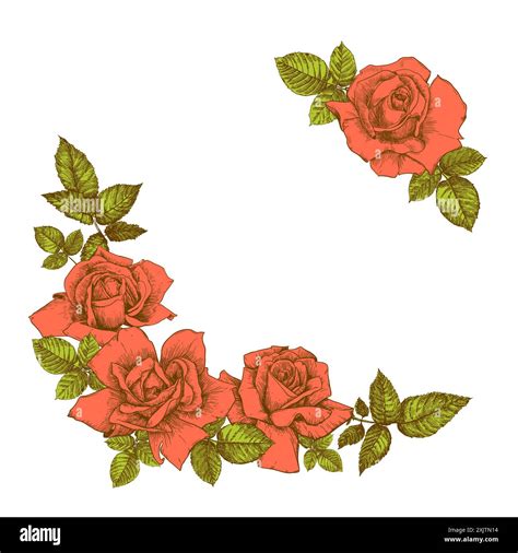 Vector Bouquet Of A Rose Flower Angular Composition Design Element