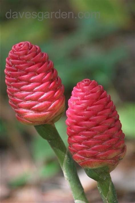 Plantfiles Pictures Zingiber Species Bitter Ginger Pine Cone Ginger