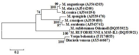 Dendrogram Showing The Relationships And Degrees Of Similarity Among Download Scientific