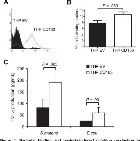 Figure 1 From The Macrophage Scavenger Receptor Cd163 Functions As An