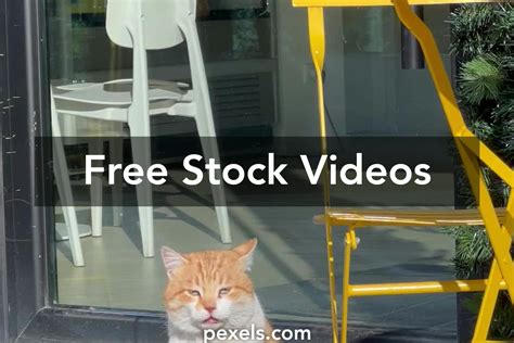 Cat Cafe Cafe Videos Download The Best Free 4k Stock Video Footage