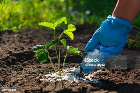 젊은 성인 여자 손바닥 파란 장갑 들고 녹색 작은 딸기 식물에 대 한 짙은 갈색 지상 배경에 대 한 복잡한 비료 과립 근접 촬영 뿌리 먹이기 정원에서 준비 작업 비료에 대한