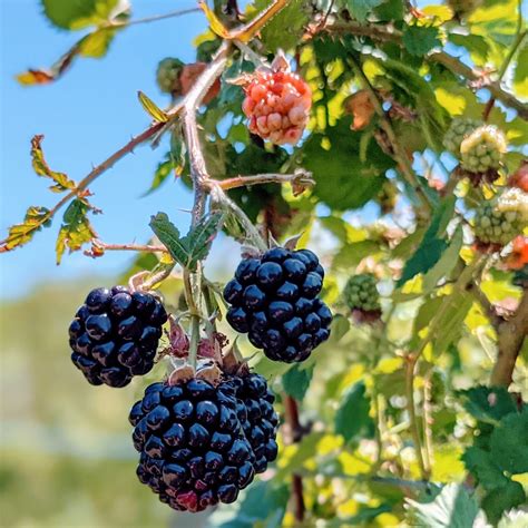 Blackberry Companion Plants Planting Near Blackberries Bunnys Garden