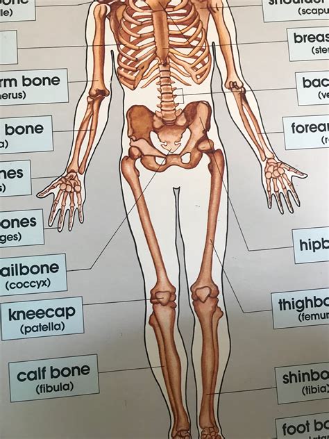 Printable Human Skeleton Labeled