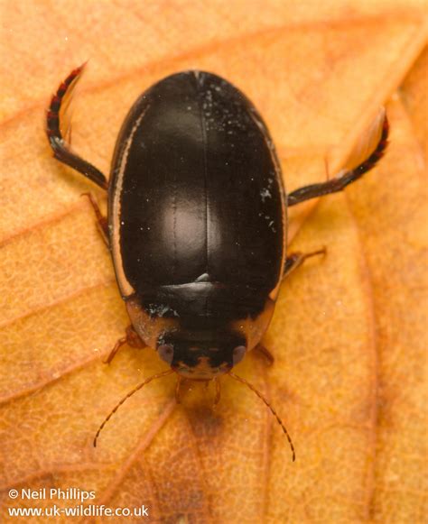 Hydaticus Seminiger Diving Beetle Uk Wildlife