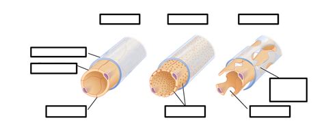 Diagram 20 5 Types Of Capillaries Diagram Quizlet
