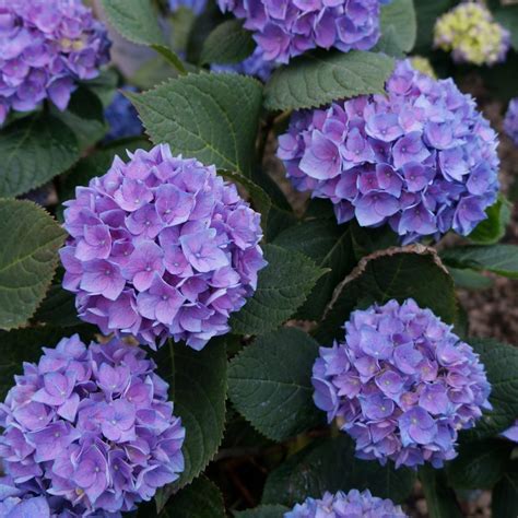 Hydrangea Macrophylla ‘lets Dance Rhythmic Blue 3g The Growing Scene