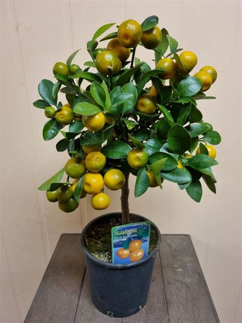 Citrus X Microcarpa — Plant Wholesale Floraccess Citrus X Microcarpa — Plant Wholesale Floraccess