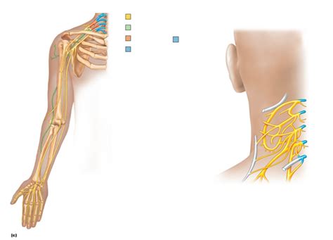 Cervical And Brachial Plexus Diagram Quizlet