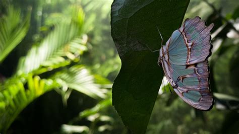 Chocko Collection Bouticca