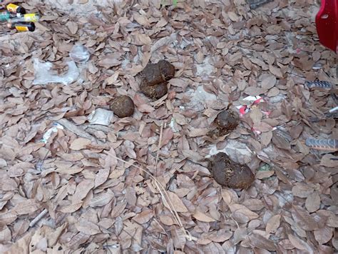 บึงกาฬ ชาวบ้านหนองแสง ถูกช้างป่าบุกทำลายบ้านเรือนพืชทางการเกษตร หวั่นไม่ปลอดภัย วอน จนท เข้ามา