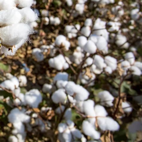 Invest In Cotton Business In Africa Fdi Benefits