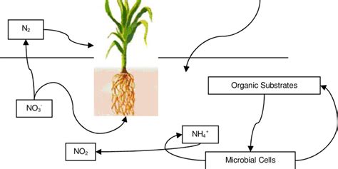 Nitrogen Cycle Adapted From Quelhas Dos Santos 2001 Download