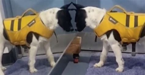 Un Chiot Enfermé Plusieurs Mois En Cage Découvre Son Reflet Pour La