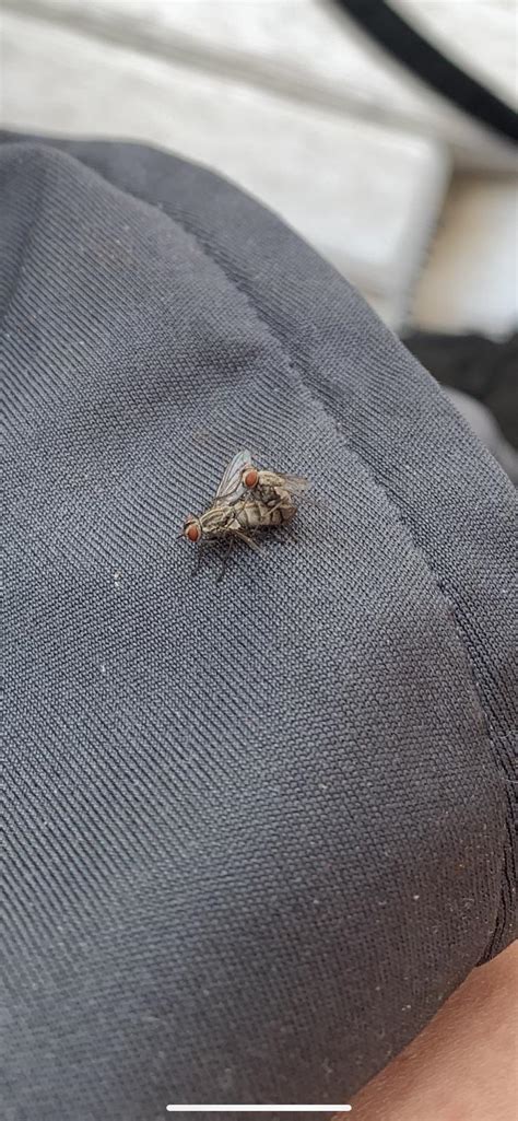 Two Flies Landed On My Leg And Had Fly Sex Interestingasfuck