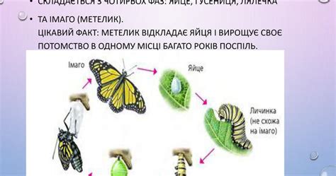 життєвий цикл метелика