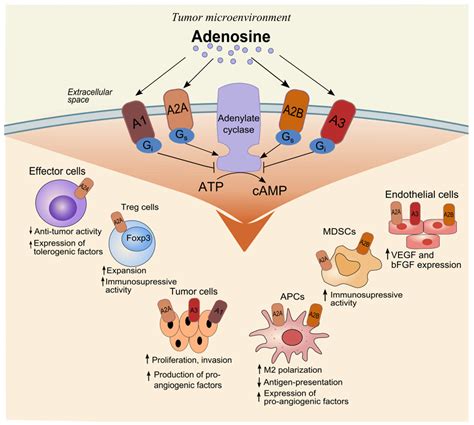 Adenosine Metabolizing Enzymes Adenosine Kinase And Adenosine