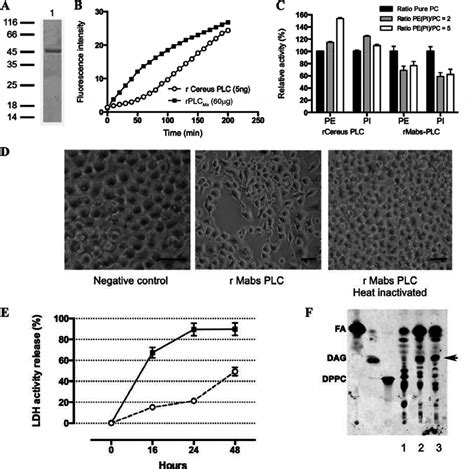 A B And C Biochemical Characterization Of Rplc Ma A Purified Download Scientific