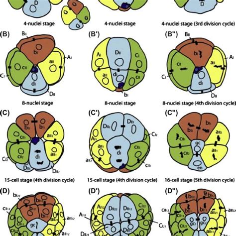 Manifestations Of Linearity And The A P Axis In The Echinodermata Download Scientific Diagram