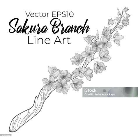 벡터 윤곽선 손으로 그린 벚꽃 가지와 흰색 배경에 고립 된 꽃 스톡 라인 아트 일러스트 일본의 로마틱 봄 꽃 벚꽃 가지 흑백 색칠 공부 책입니다 0명에 대한 스톡 벡터 아트