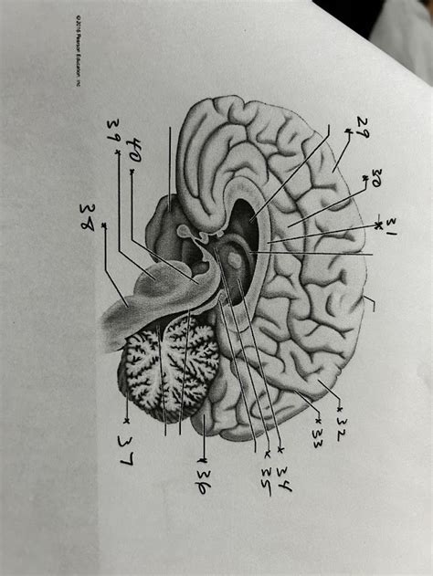 Anatomy Exam 4 Pg 7 Diagram Quizlet