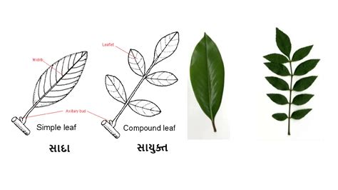 Leaf Types Study Material For Taxonomy Students Pptx