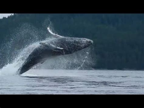Watch Humpback Whale Jump Out Of Water Nearly Landing On Kayakers Youtube