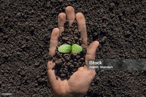 비옥 한 토양 농부가 식물 토양 건강 환경의 날 지구 정원 토양 손을 잡고 지구 식물 묘목 새싹 손 묘목으로 가득 찬 손에 싹이