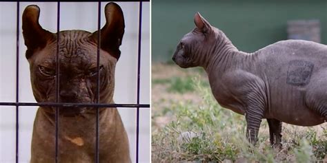 Sphynx Wikipedia La Enciclopedia Libre 55 Off