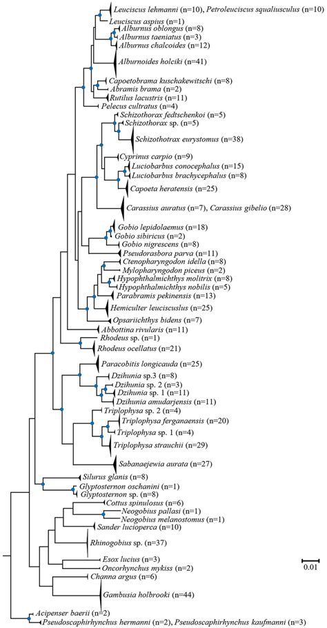 Bayesian Inference BI Consensus Tree Based On The COI Partial Gene Download Scientific