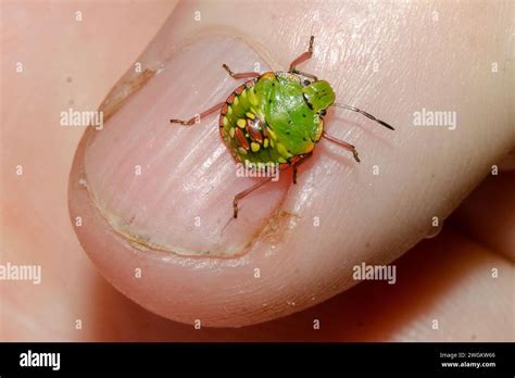 Juvenile Southern Green Shield Bug Nezara Viridula On Finger Introduced From The Uk Nelson