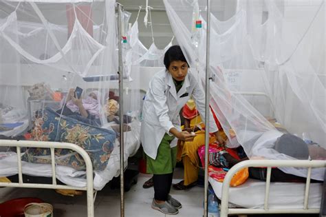 Bangladesh Grapples With Record Deadly Outbreak Of Dengue Fever The Milli Chronicle