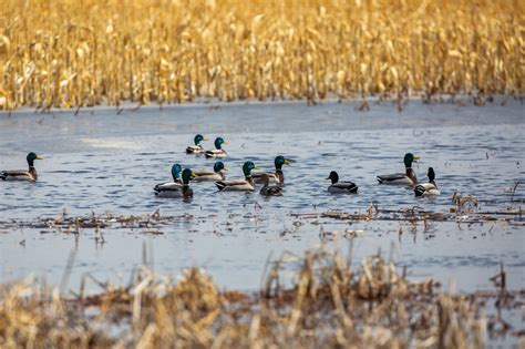 delta not all drakes successfully pair in fall or winter leaving