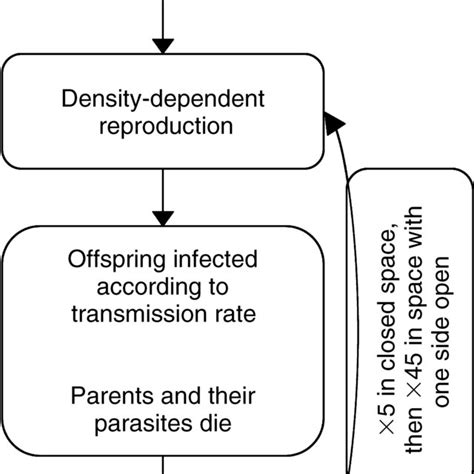 Schematic Of The Spatially Explicit Hostparasite Simulation Model The
