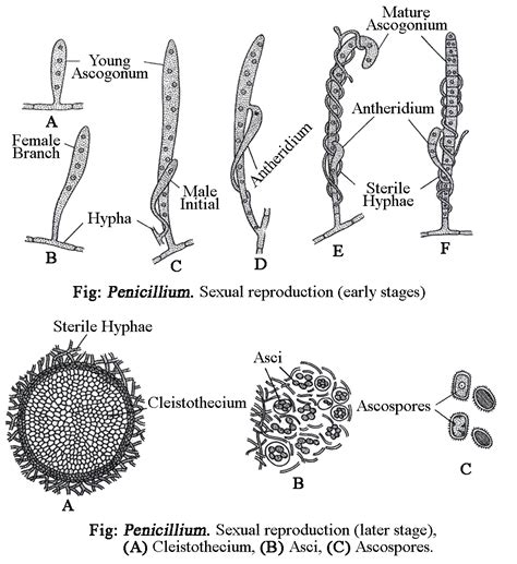 Penicillium Classification Vegetative Structure Reproduction