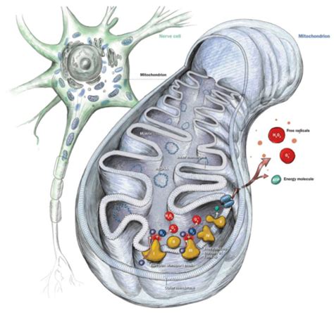 Mitochondrial Genetics And Inheritance Flashcards Quizlet