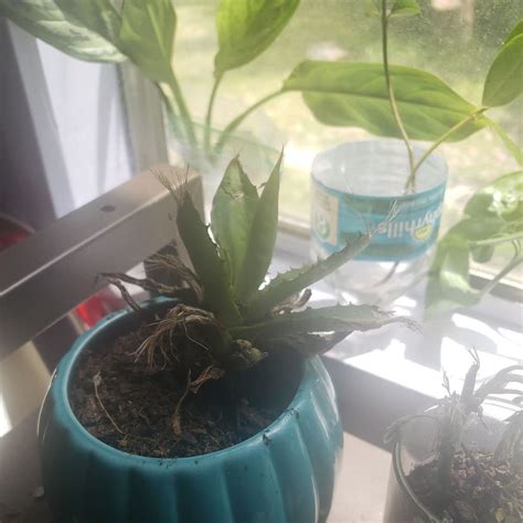 🌵 6 Factors For Optimal Agave Growth