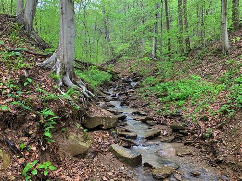 Sustainable Forestry In Ohio The Nature Conservancy